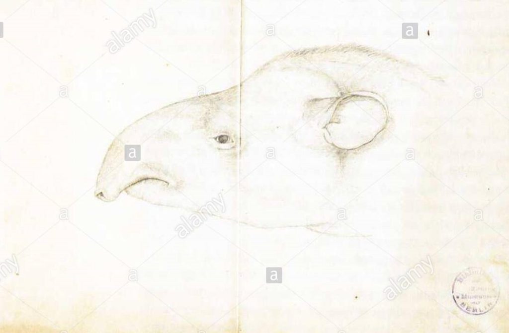 Friedrich Sellow: a morte do botânico alemão em naufrágio no Rio Doce ...